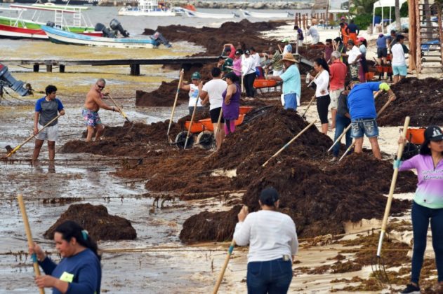 El sargazo, plaga que amenaza la onírica belleza del Caribe mexicano ... El sargazo, plaga que amenaza la onírica belleza del Caribe mexicano ...