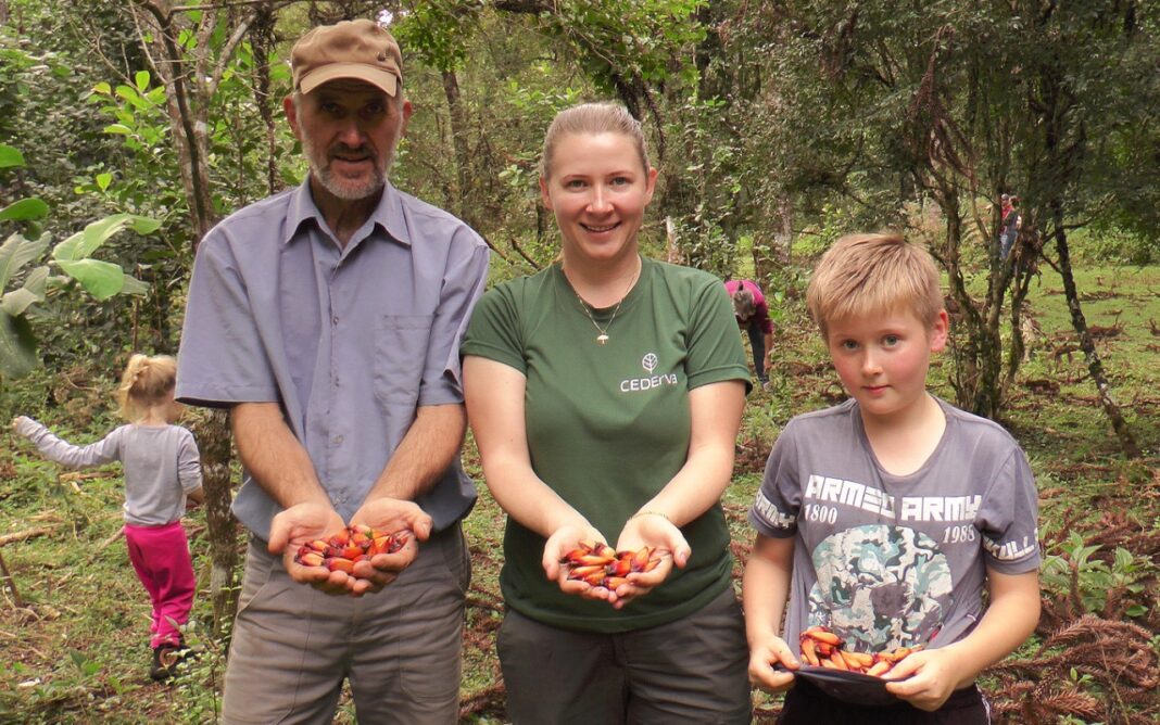 La yerba mate que protege los bosques del sur de Brasil